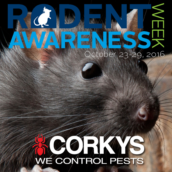 Quick Tips To Avoid Rodents. Store food in airtight containers and ...
