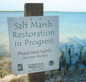 The Loss of Salt Marshes. Climate change and global warming are… | by R ...