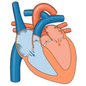 Predicting Left Ventricular End Diastolic Volume using Machine Learning ...