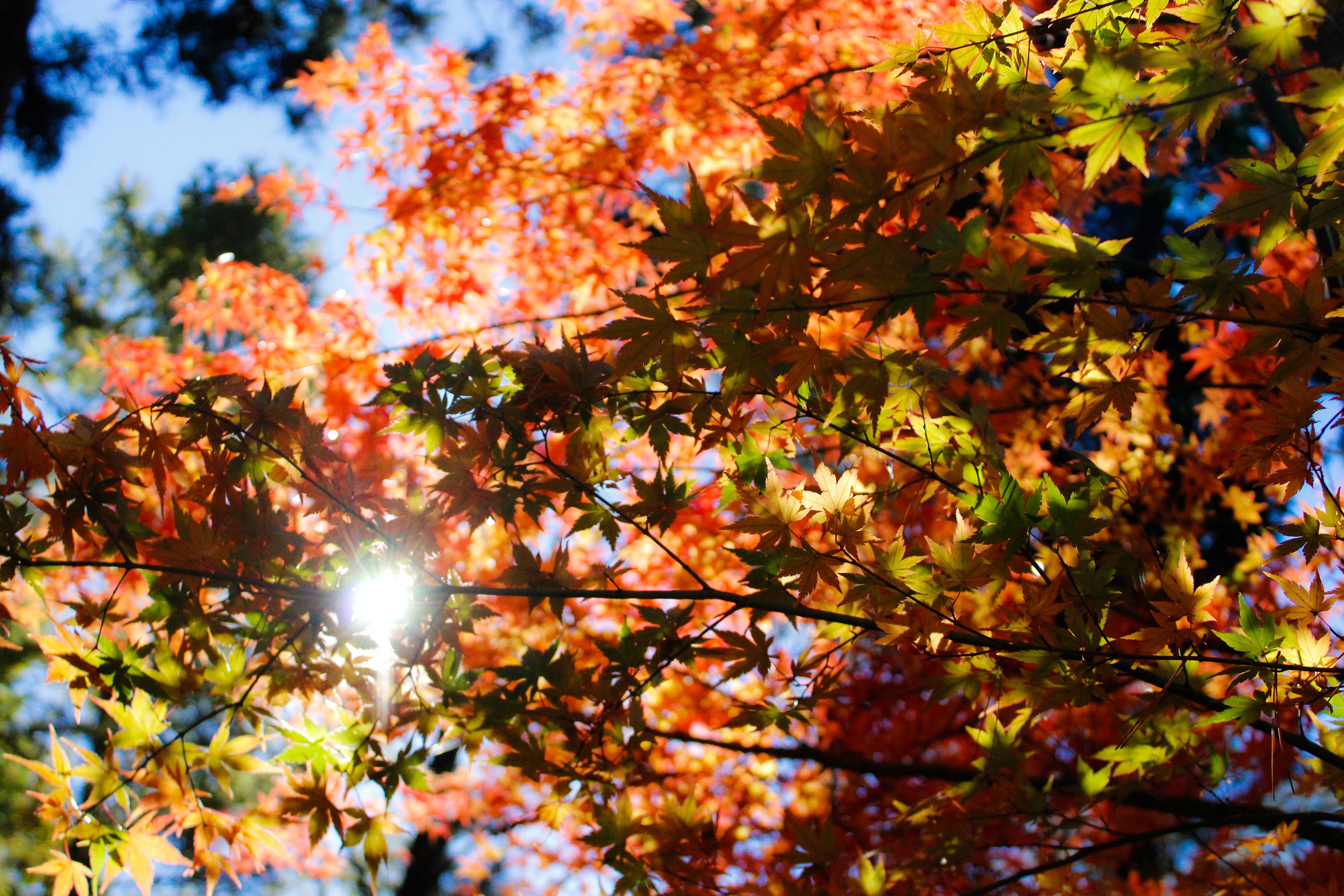 Autumn Leaves 紅葉— Haiku collection | by Mai(はな) | Medium