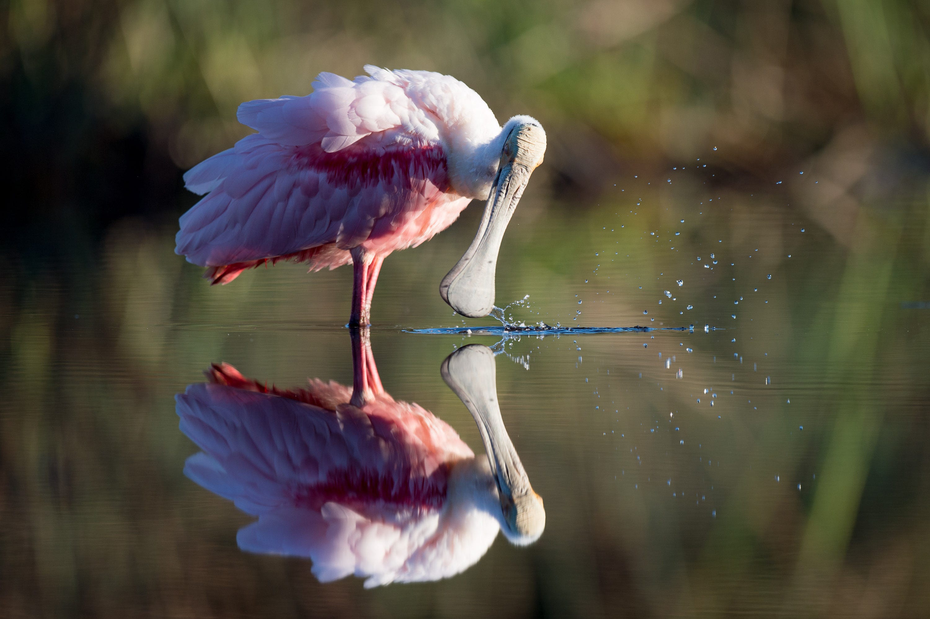 Peaceful Waters Sanctuary. January 24 ~ Wellington, FL | by Ray ...