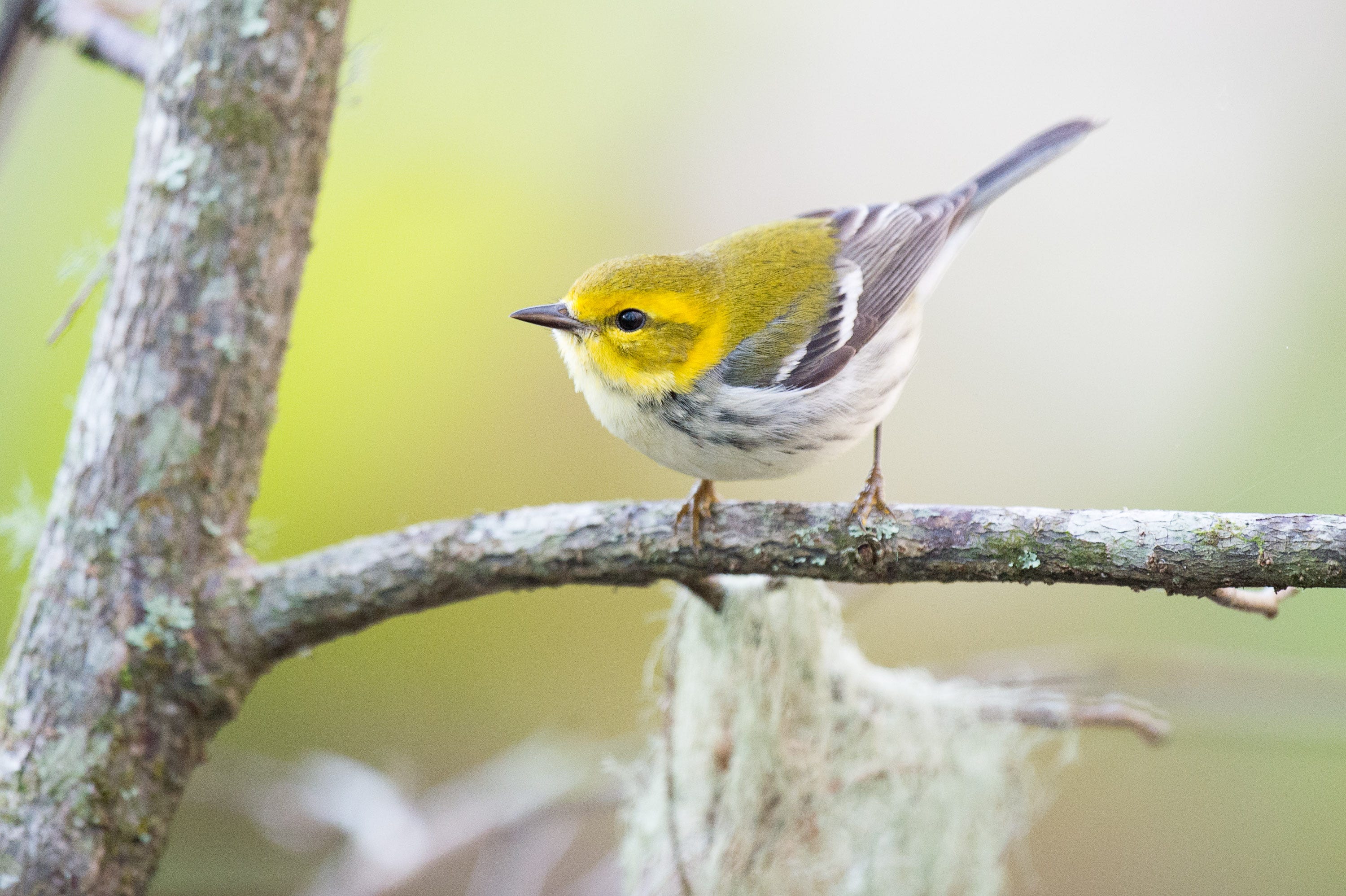 Corkscrew Swamp Santuary. February 5th ~ Naples, FL | by Ray Hennessy ...