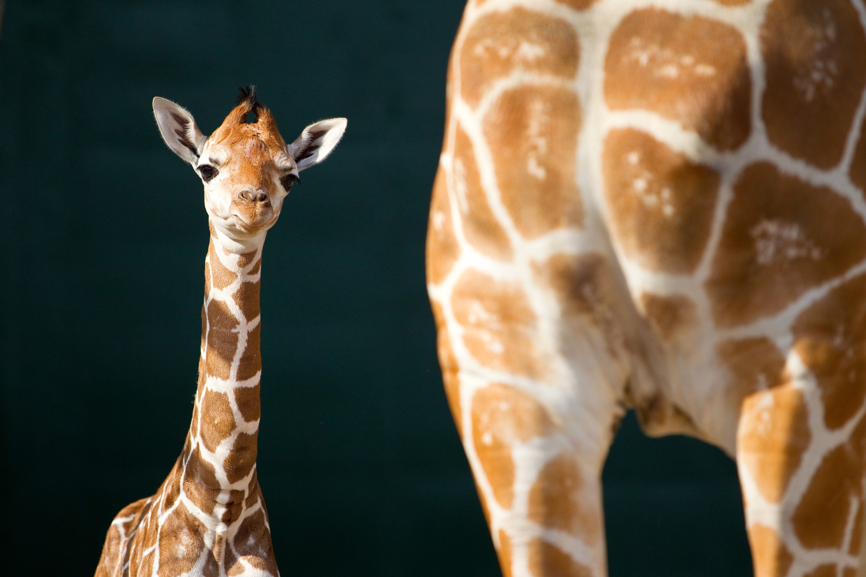 On Giraffe-gate. How syndicated news and sensational… | by Terry Mun ...