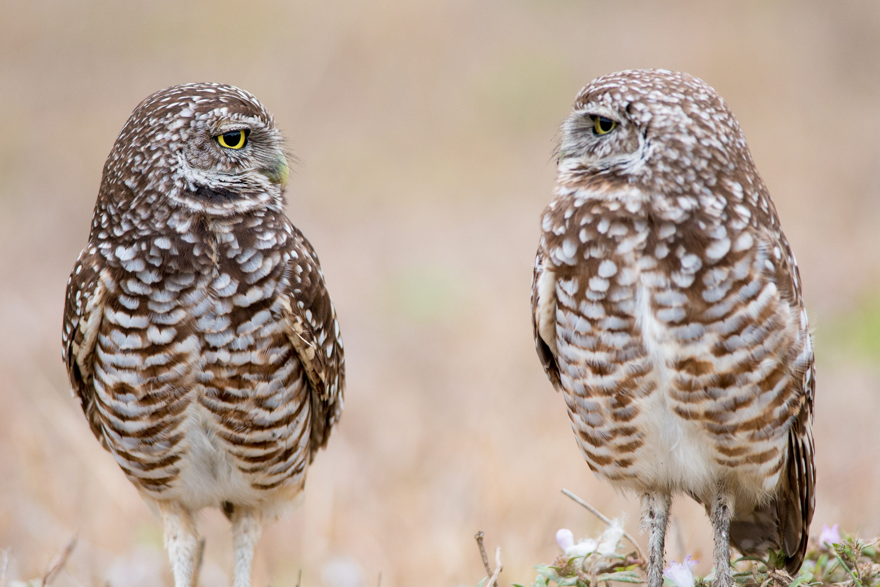Angry Owls - Invironment - Medium