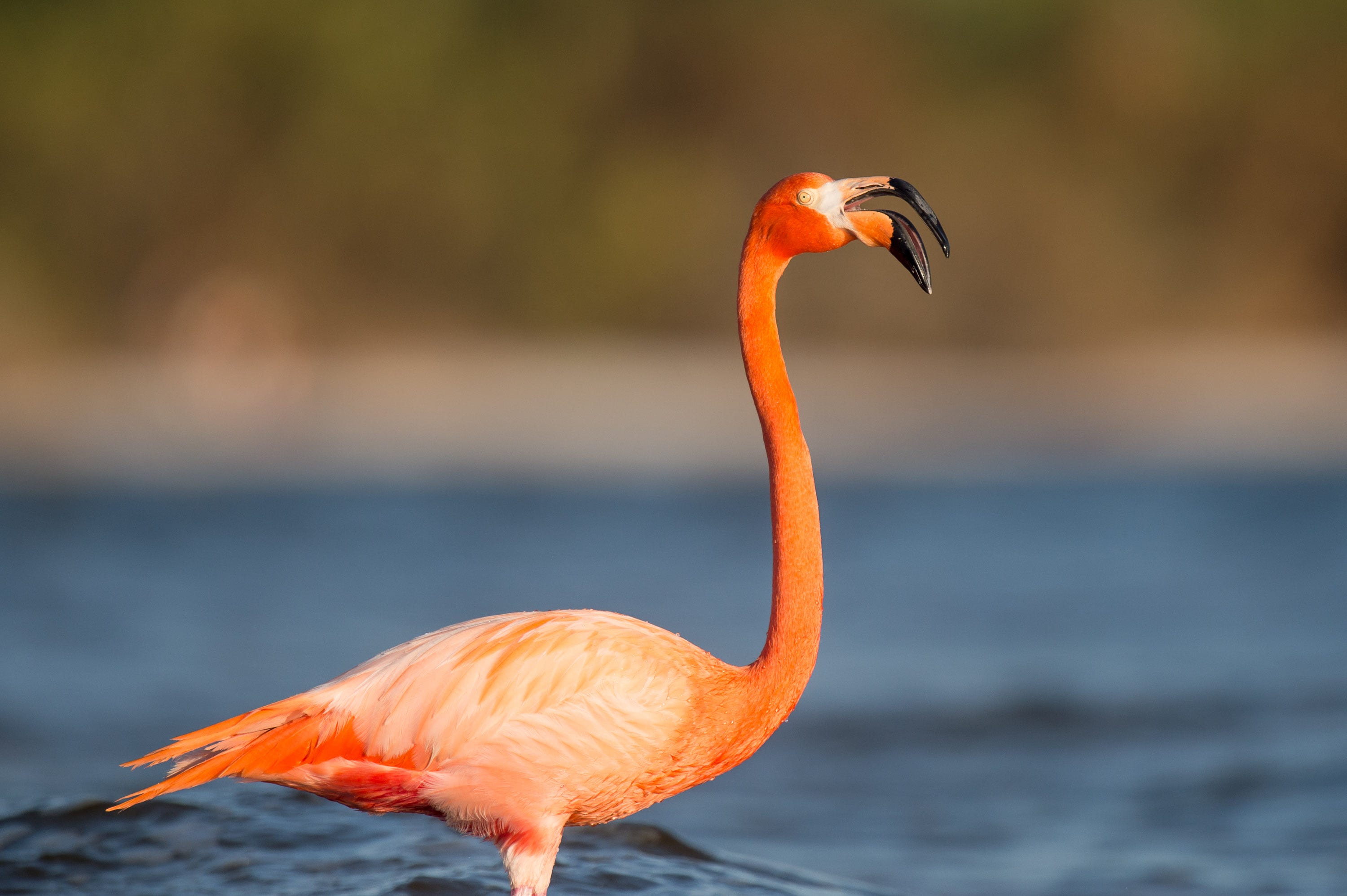 Flamingo at Bunche Beach Preserve | by Ray Hennessy | Vantage | Medium