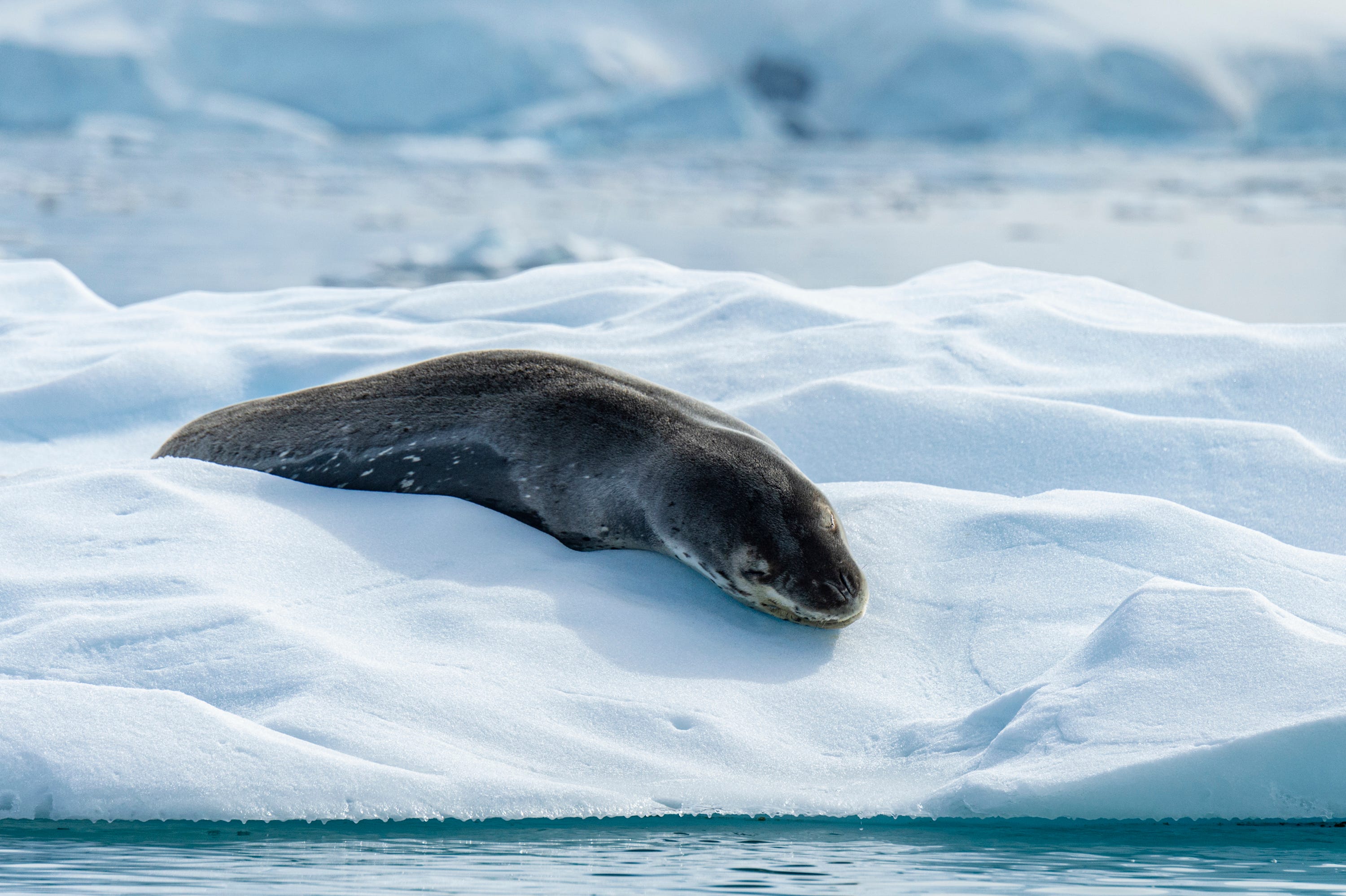 Antarctica: Penguins, seals and whales | by Lisa Orange | Adventures ...