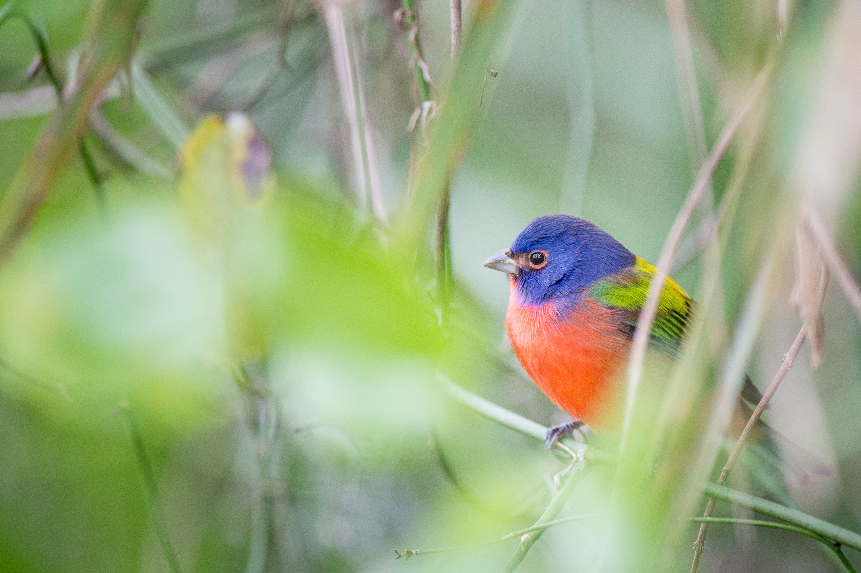 Corkscrew Swamp Santuary. February 5th ~ Naples, FL | by Ray Hennessy ...