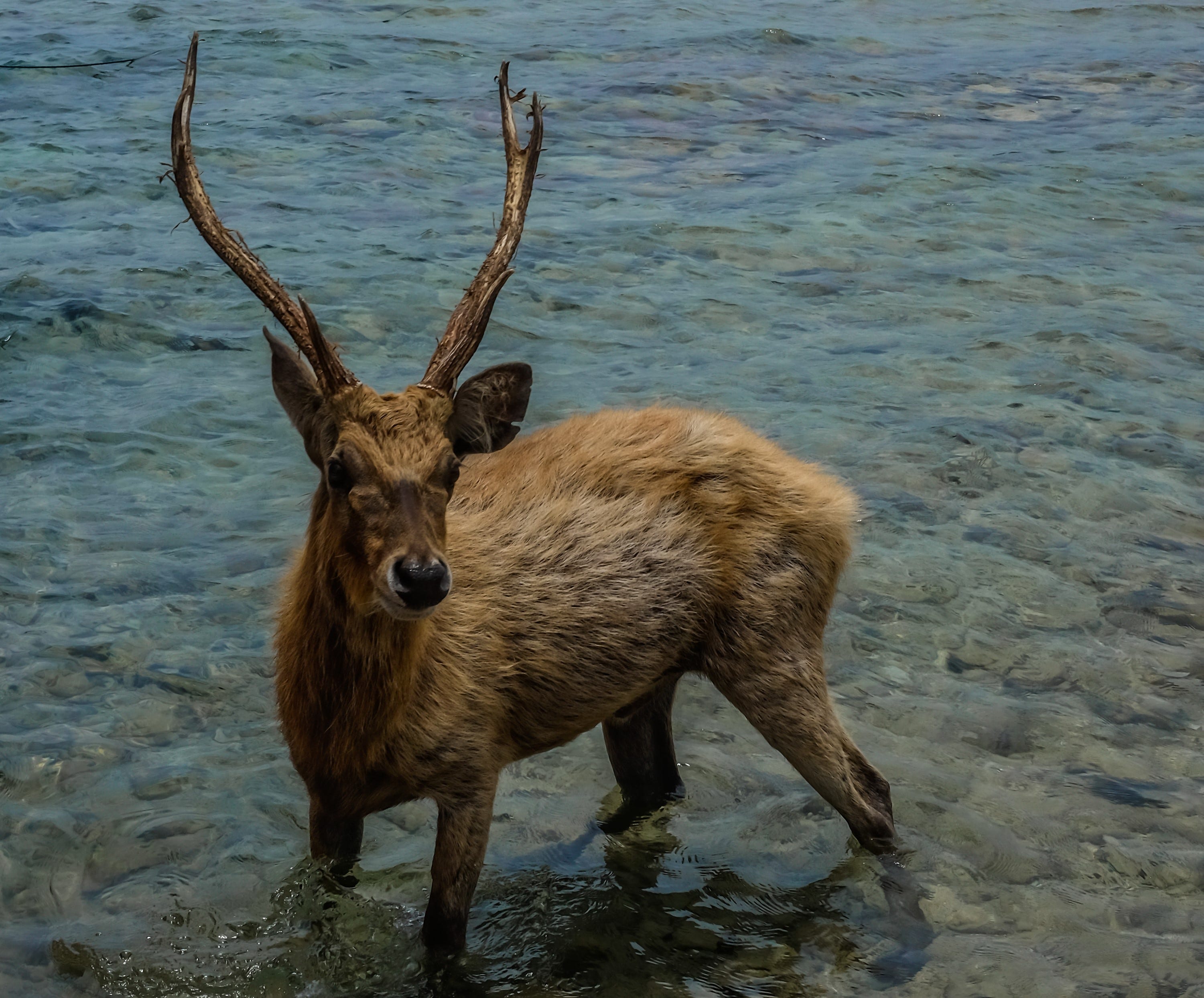7 Animals That Sum up Bali. When you think of Bali, you probably… | by ...