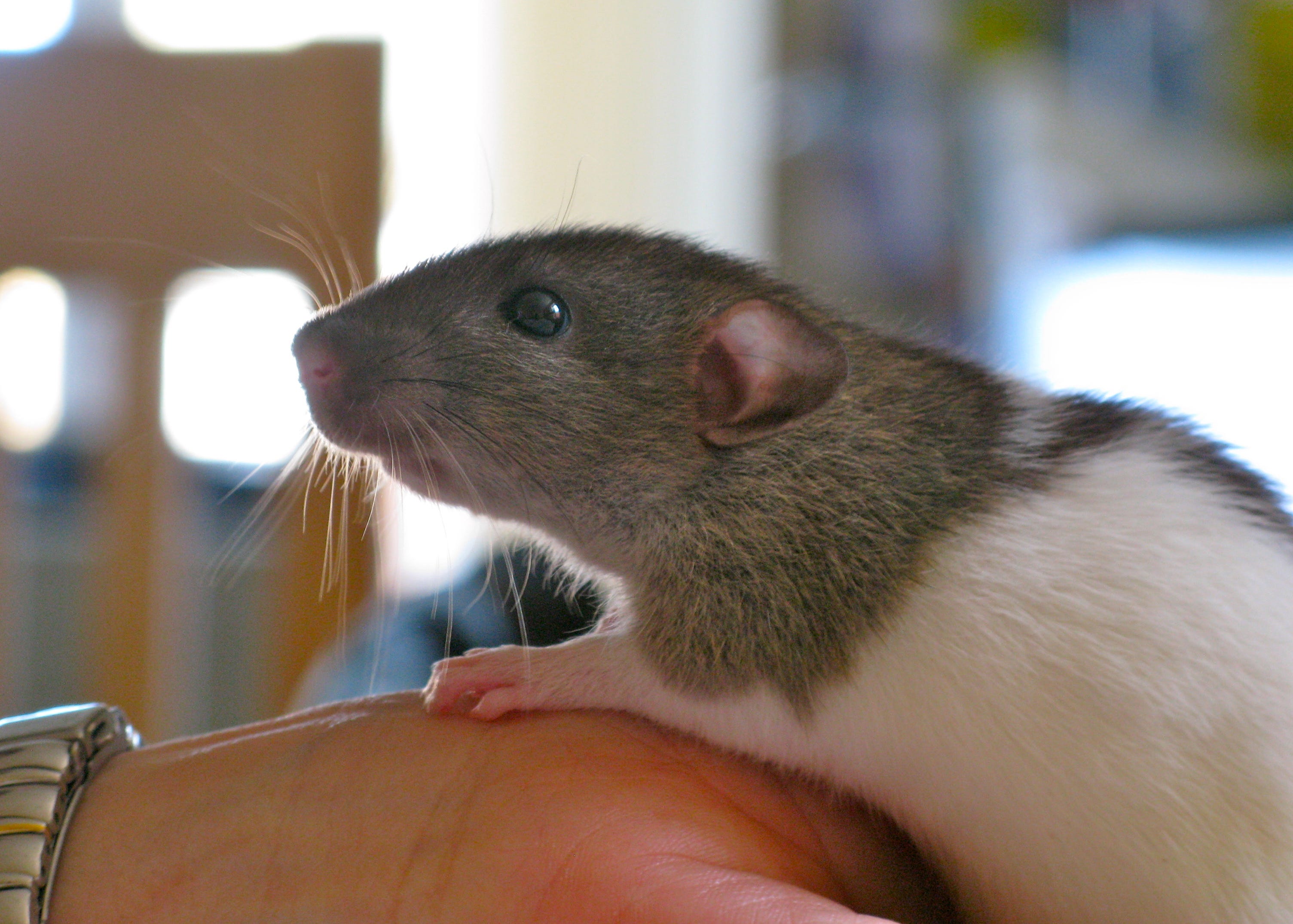 Tickling Rats For Science - The Awl - Medium