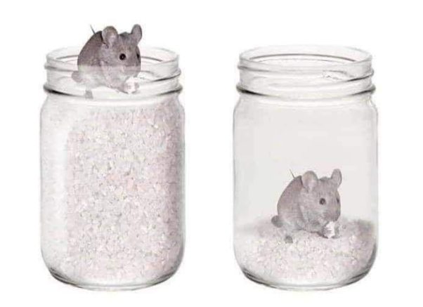 Are you a Rat stuck in Jar?. I wish to do it and I will do have a… | by ...