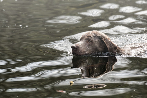 3 Dogs That Love to Swim. 3 Dogs That Love to Swim, American… | by ...