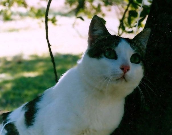The wonderful, wonderful cat. Gepetto was sitting on the half-wall ...