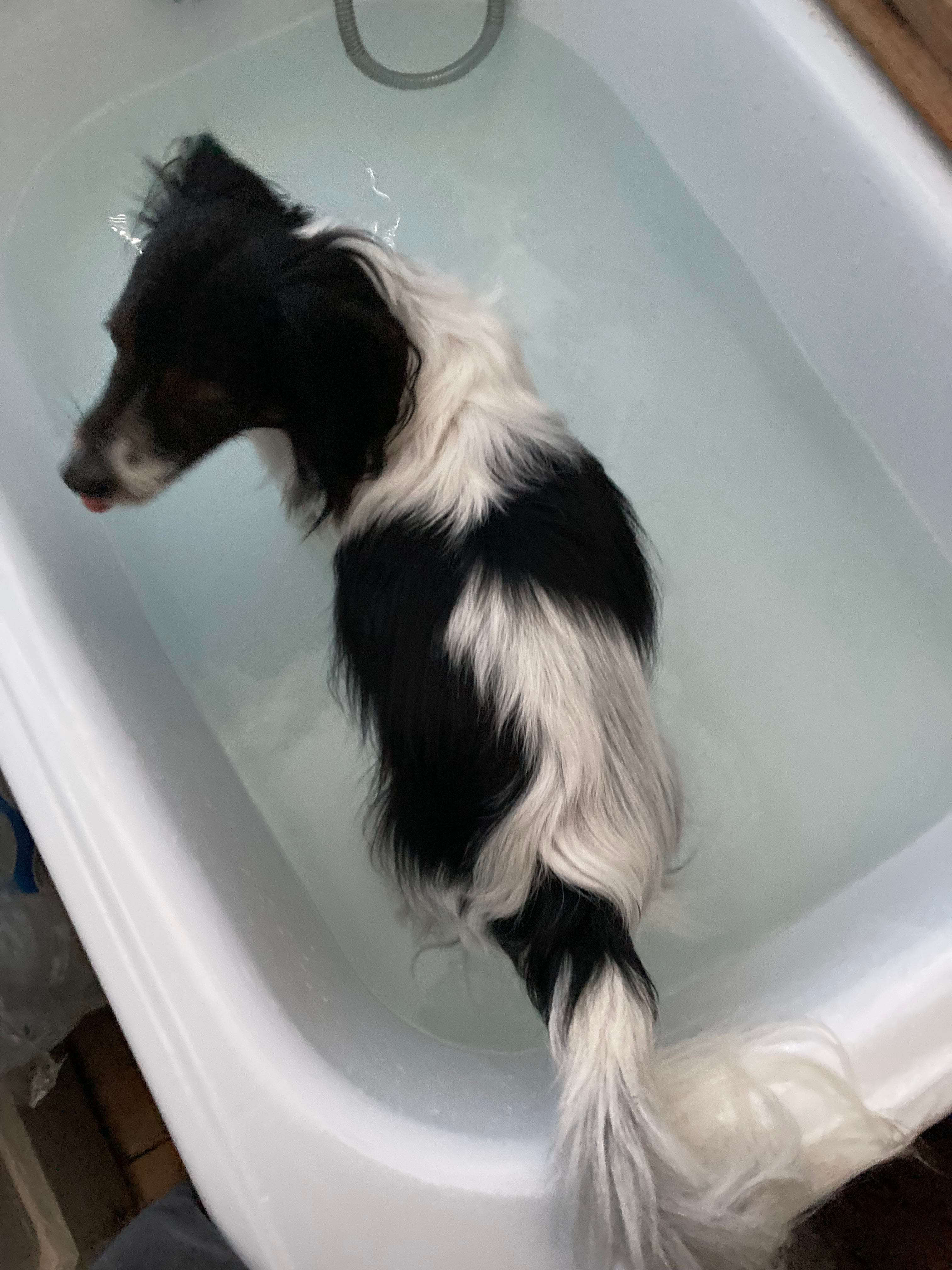 Stinky, Stenchy Dog Transforms in to Perfumed Pooch | by Susan Alison ...