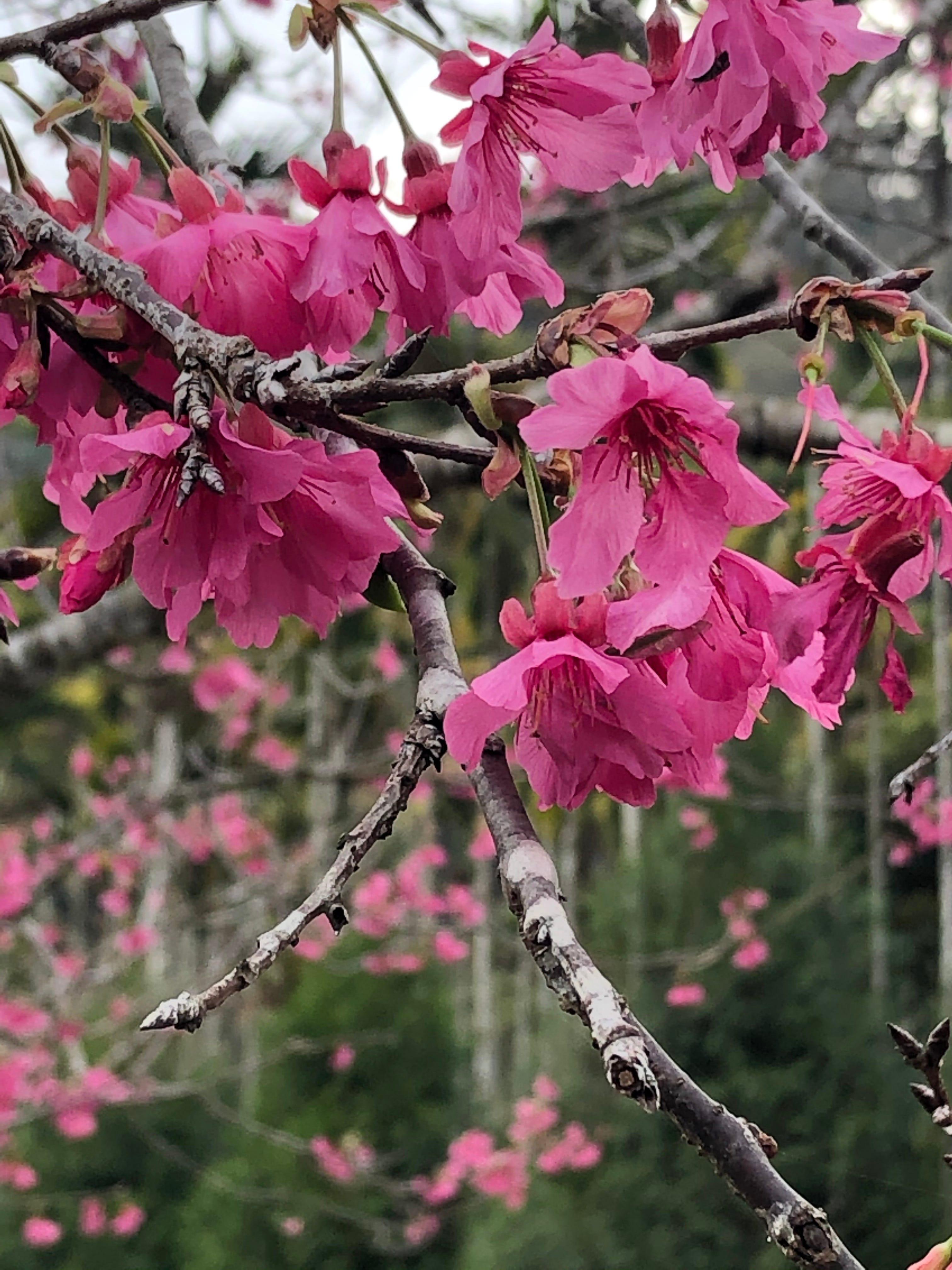 老家美不勝收 - TH Schee - Medium