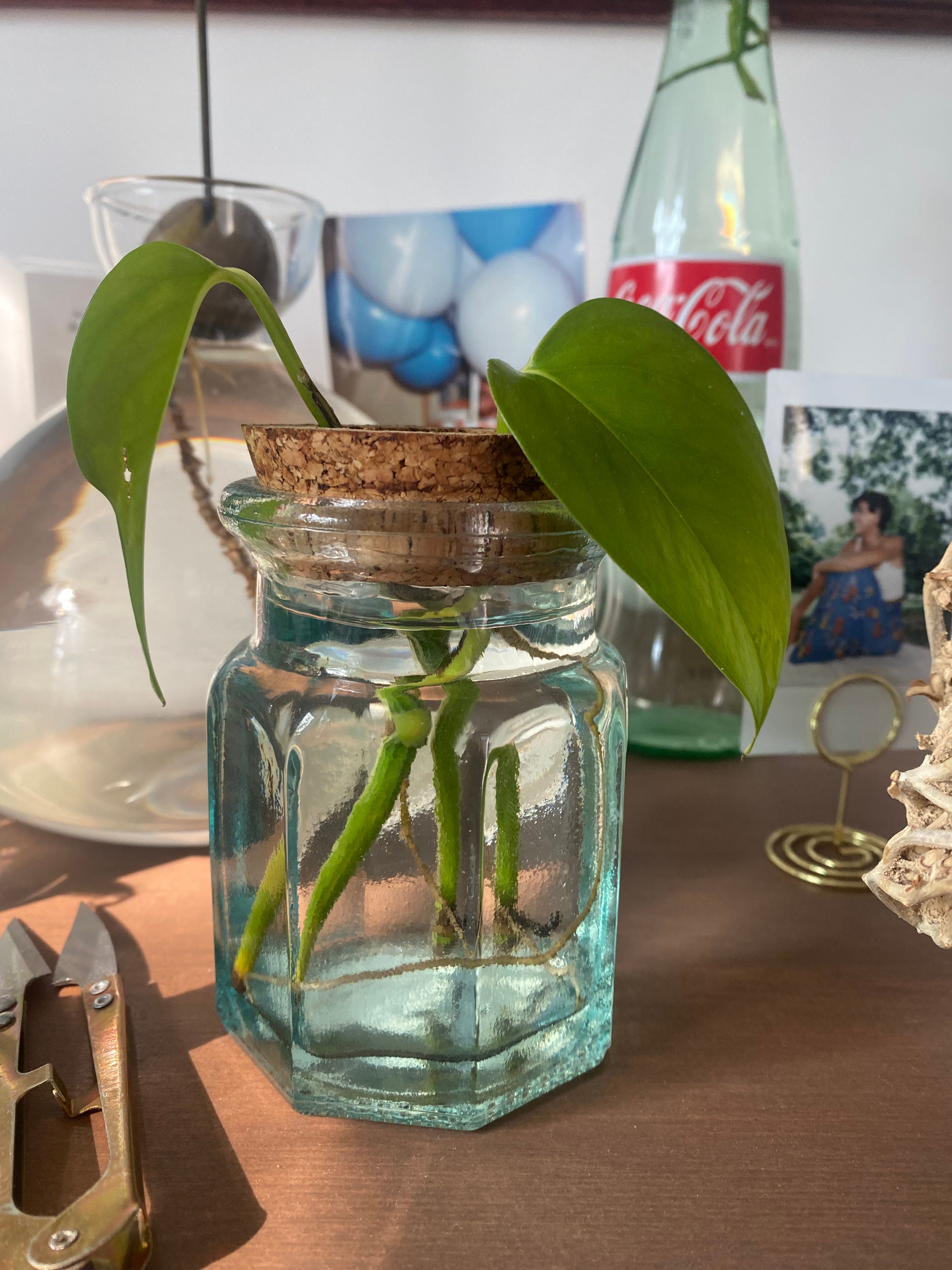 How To Propagate: The Golden Pothos (The Long Version) | by Matty ...