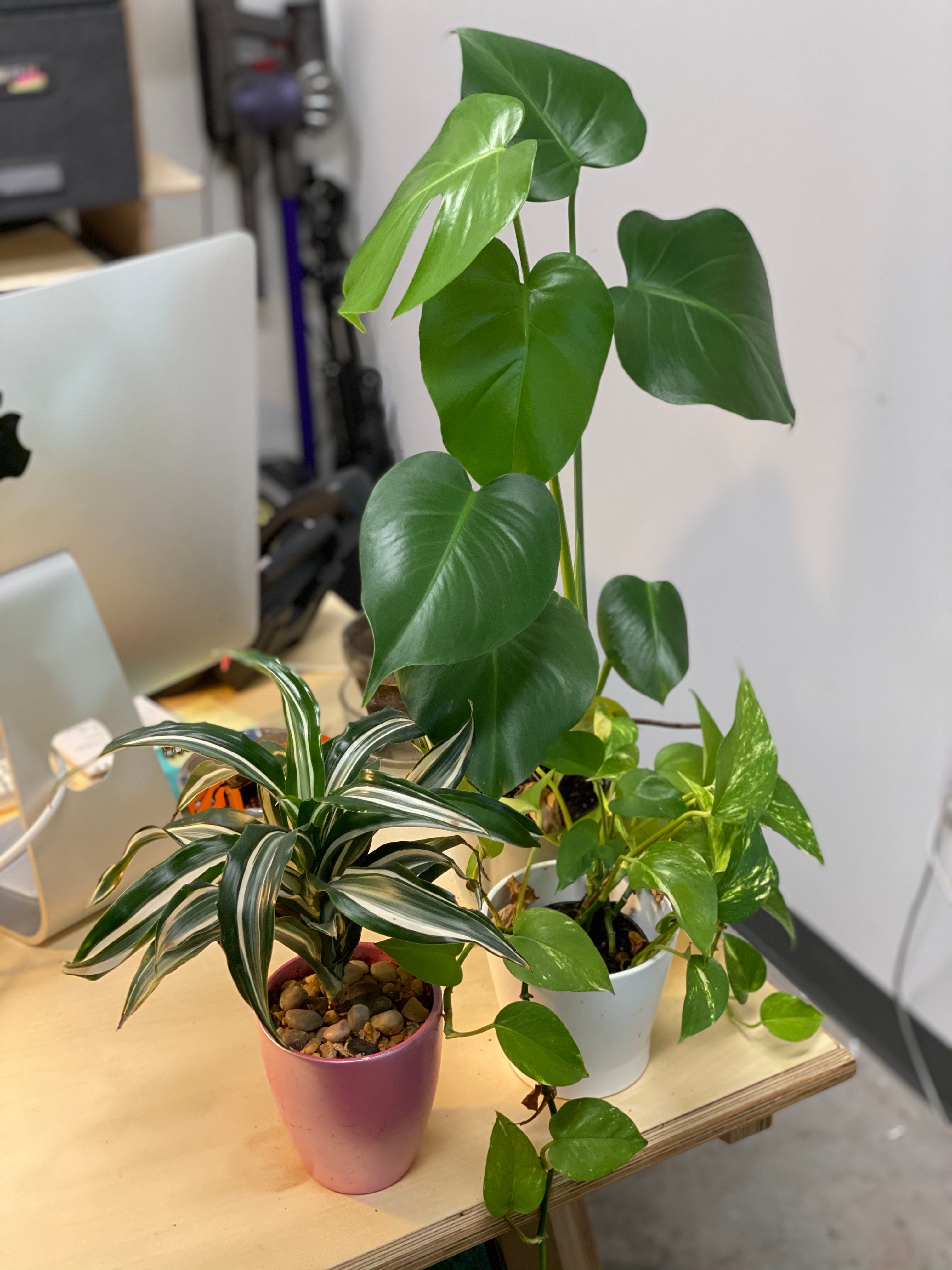 How Plant Care Can Nurture Us. April Lewis, Director of Community ...