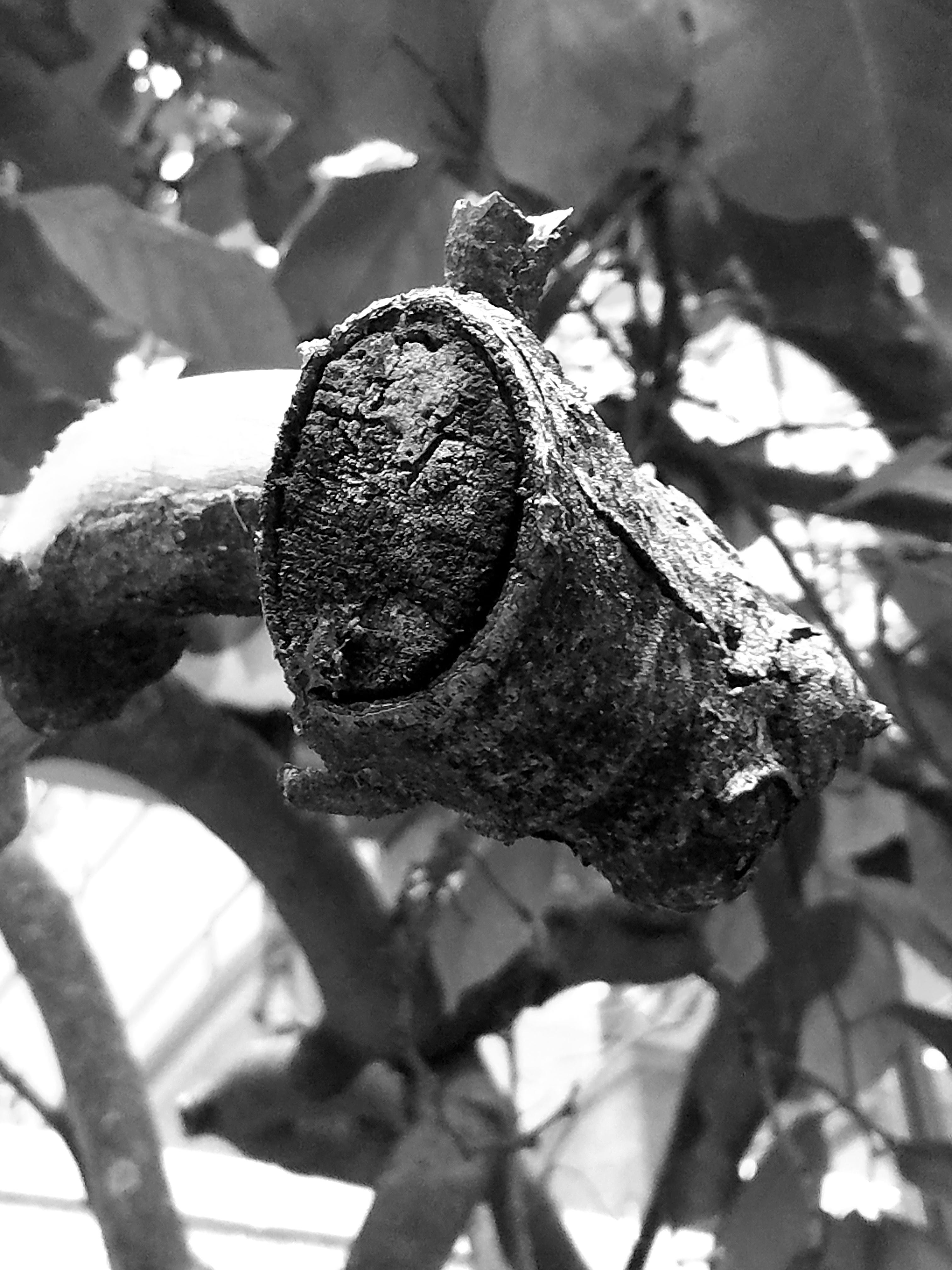 Final Project-Nature | by Tejal Ganesh | SIG Princeton Photography ...