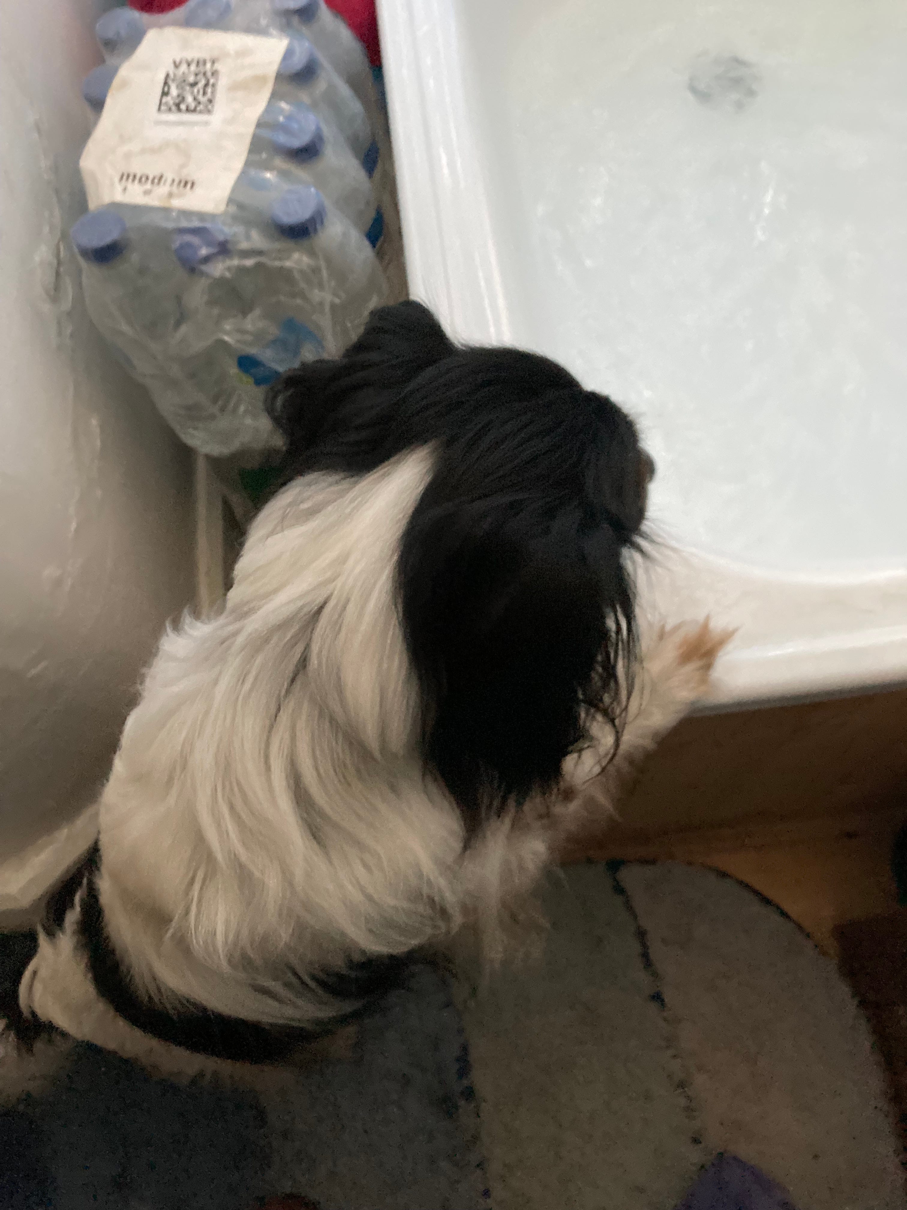 Stinky, Stenchy Dog Transforms in to Perfumed Pooch | by Susan Alison ...