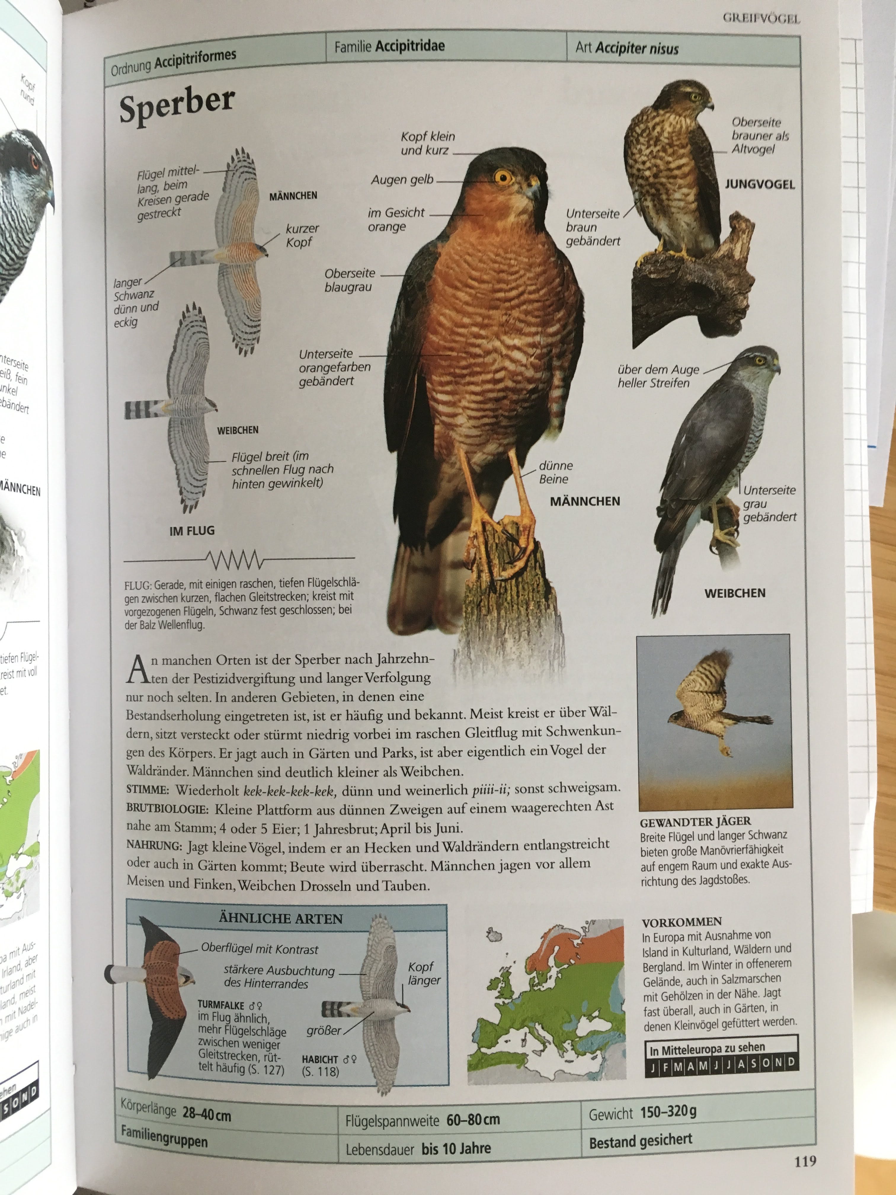 Identifying Berlin birds. Part I. | by Gaiar Baimuratov | Medium