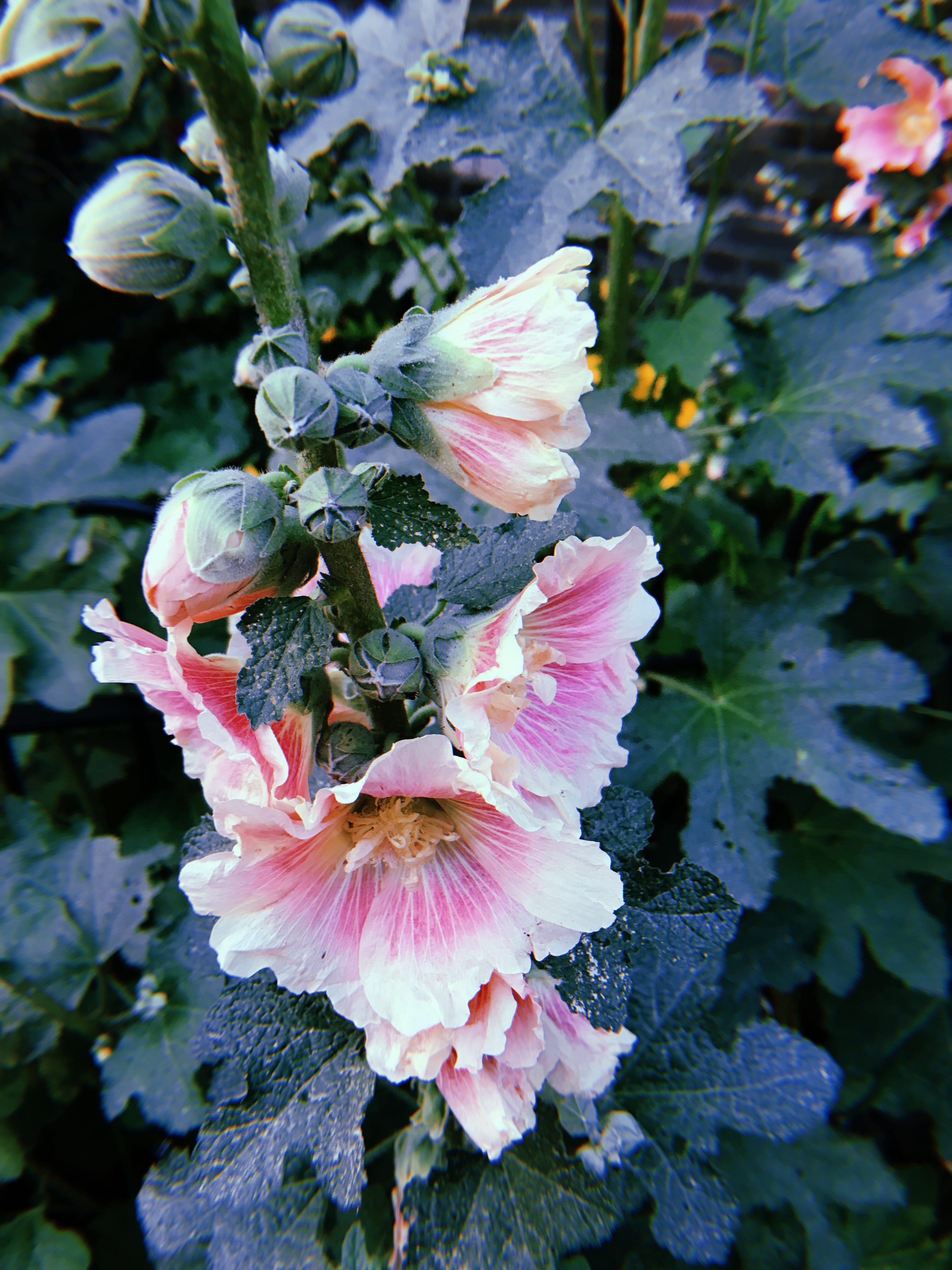 Holland: A Botanist Playground. When people think of Holland, people ...