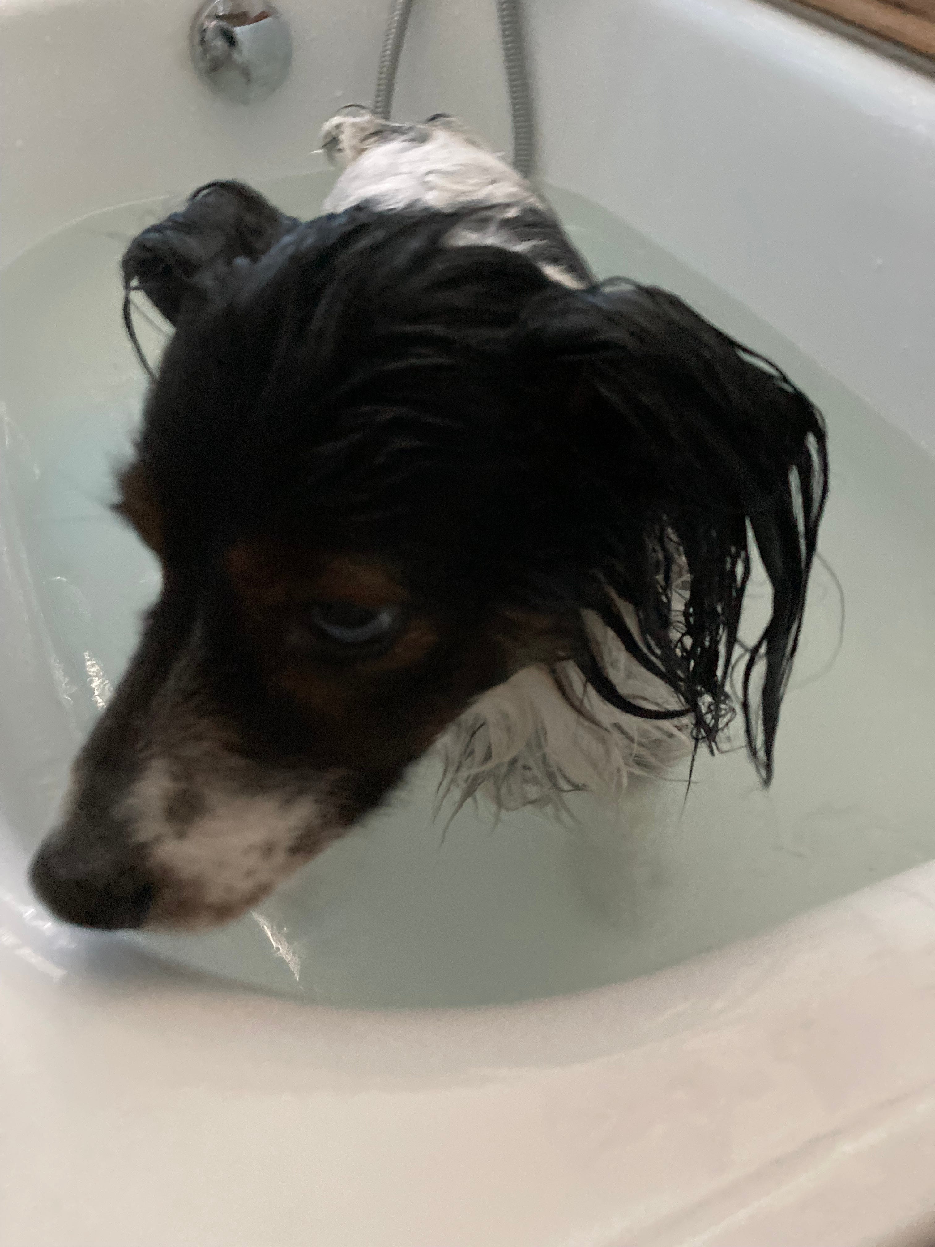 Stinky, Stenchy Dog Transforms in to Perfumed Pooch | by Susan Alison ...
