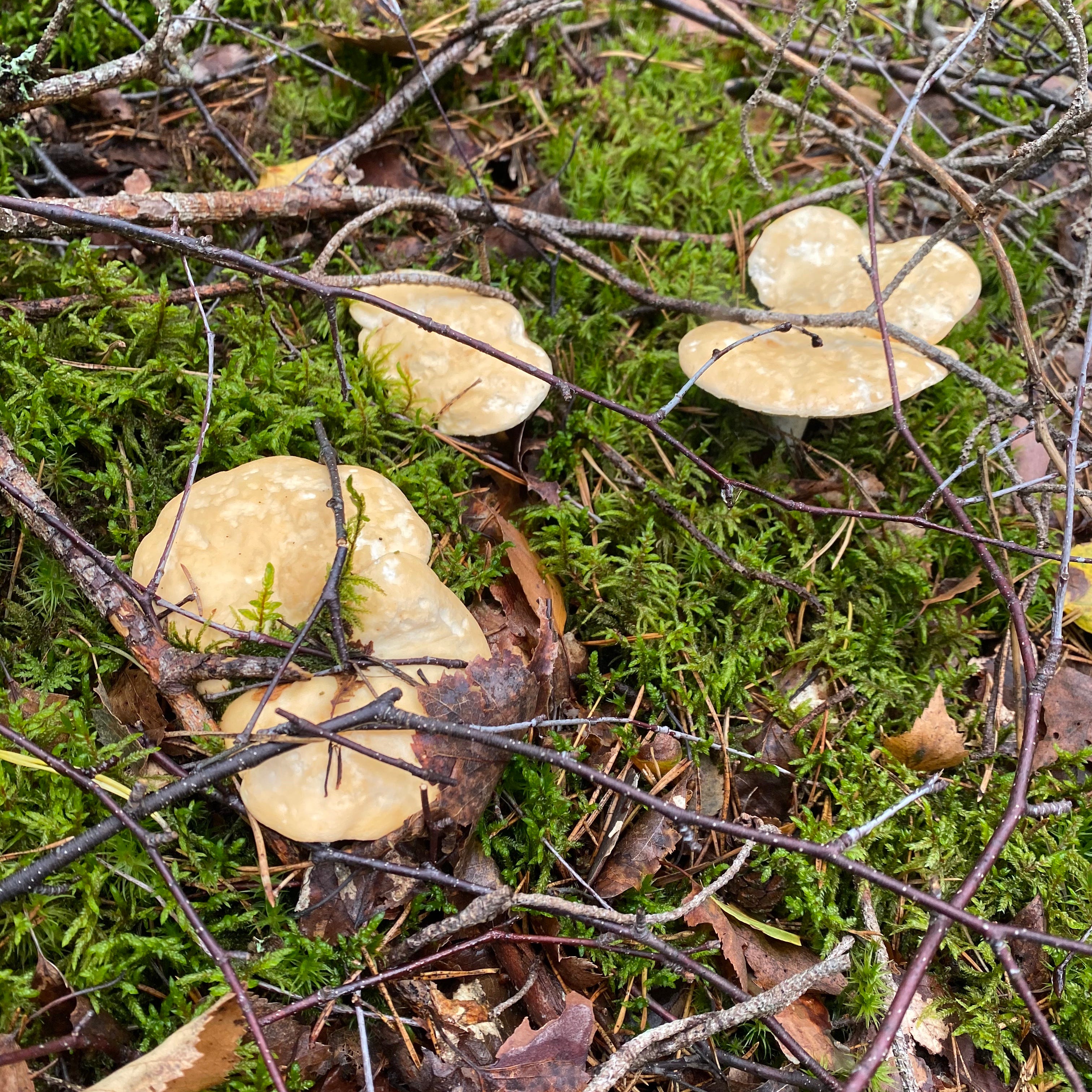 Hedgehog mushrooms + recipe. Hedgehog mushrooms (🇫🇮 vaaleaorakas)… | by ...