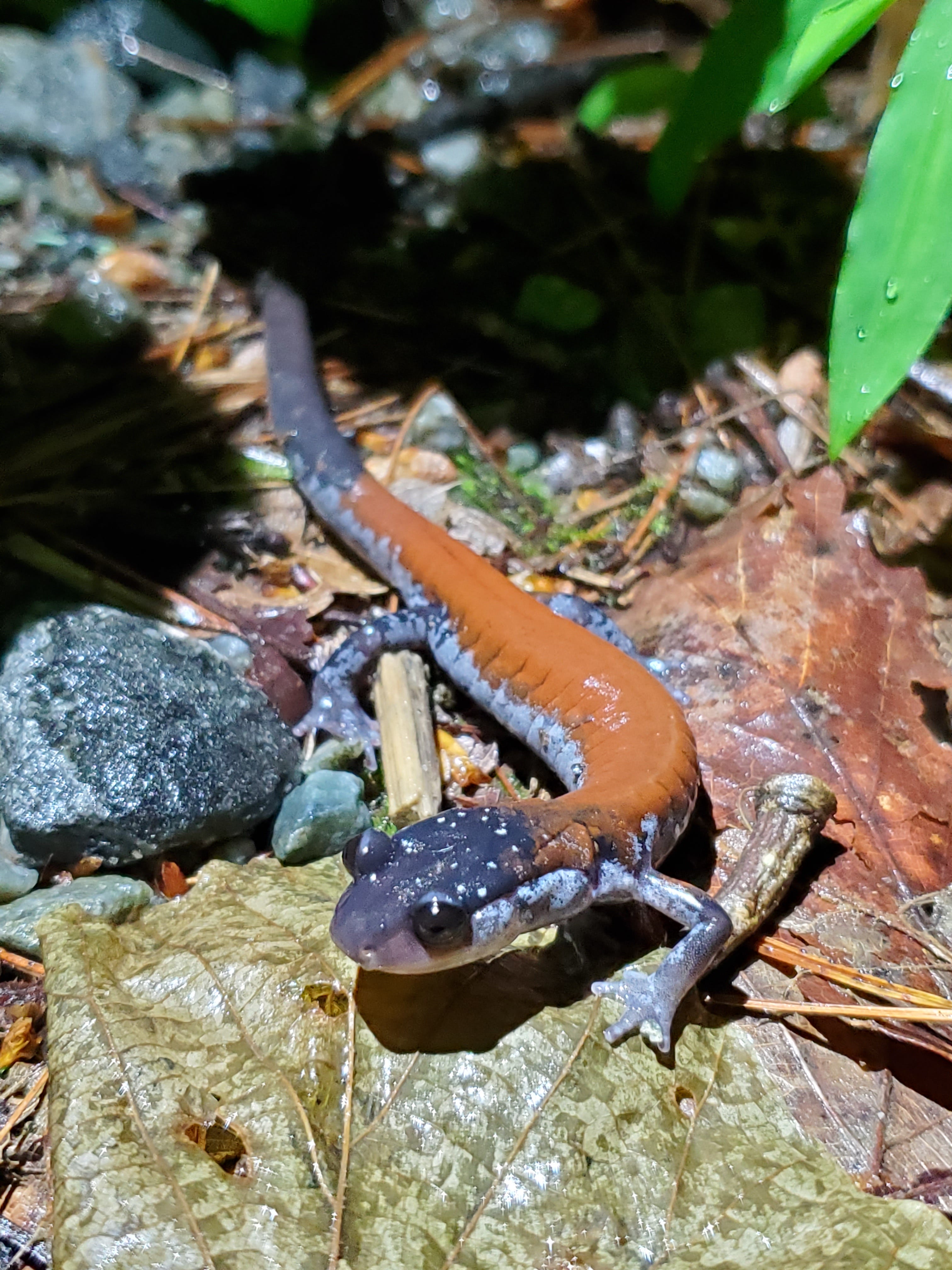 Rescue Mission: Saving Salamanders from Destruction | by Defenders of ...
