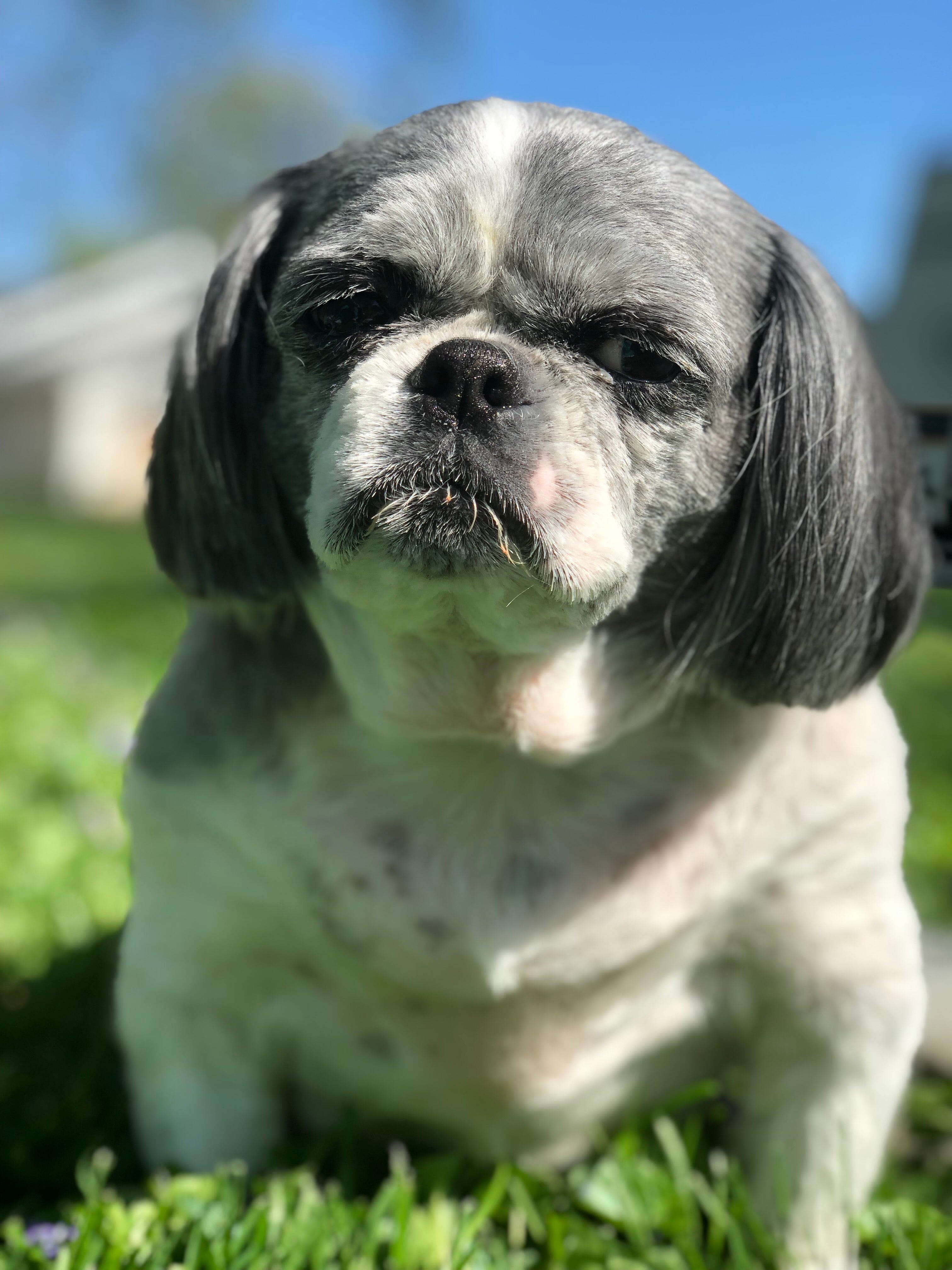 This Dog Is Too Damn Stubborn. I’m not sure if it’s due to her breed ...