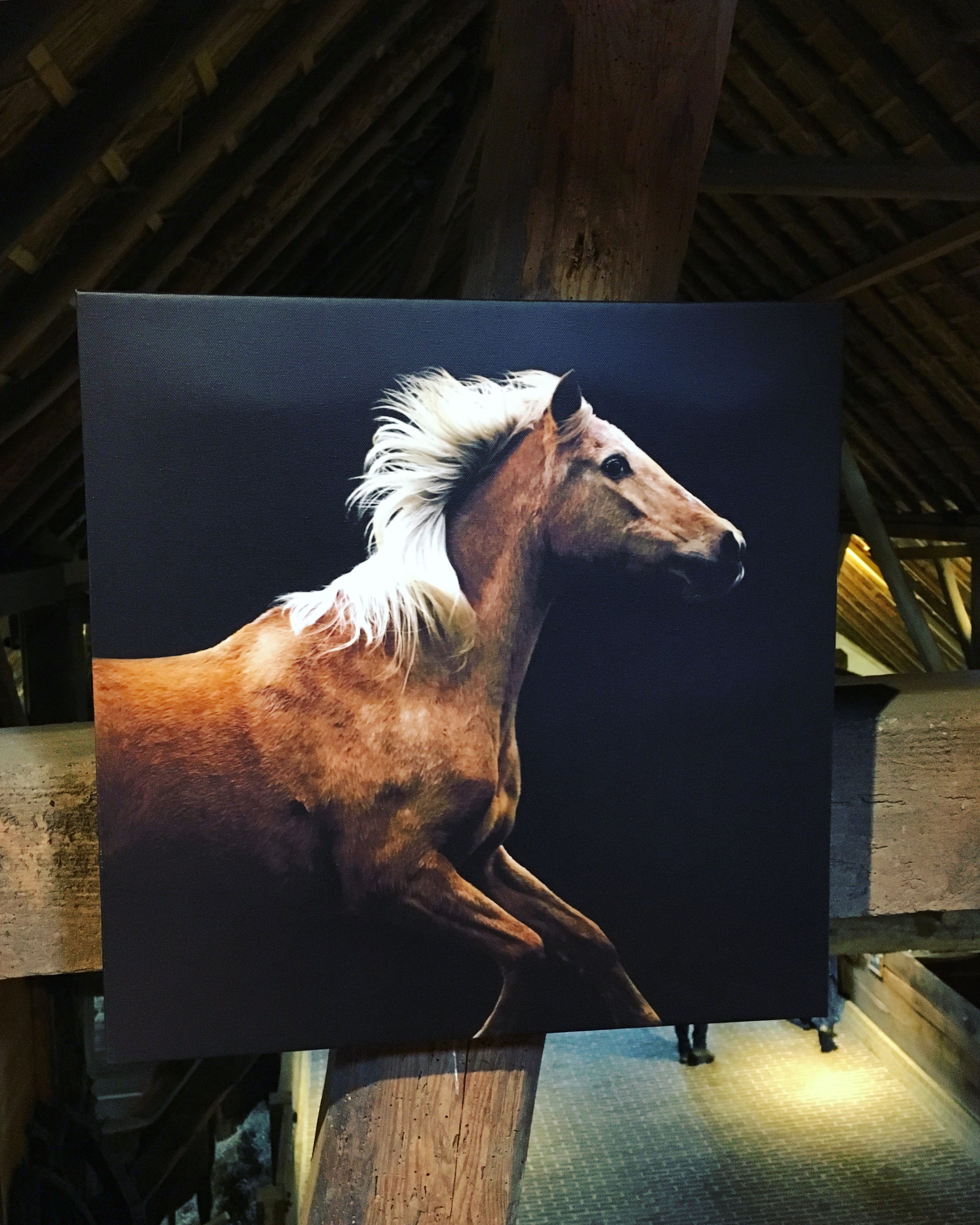 Expo Nikki de Kerf. Impression of the photo exhibition “Ode… | by Joyce ...