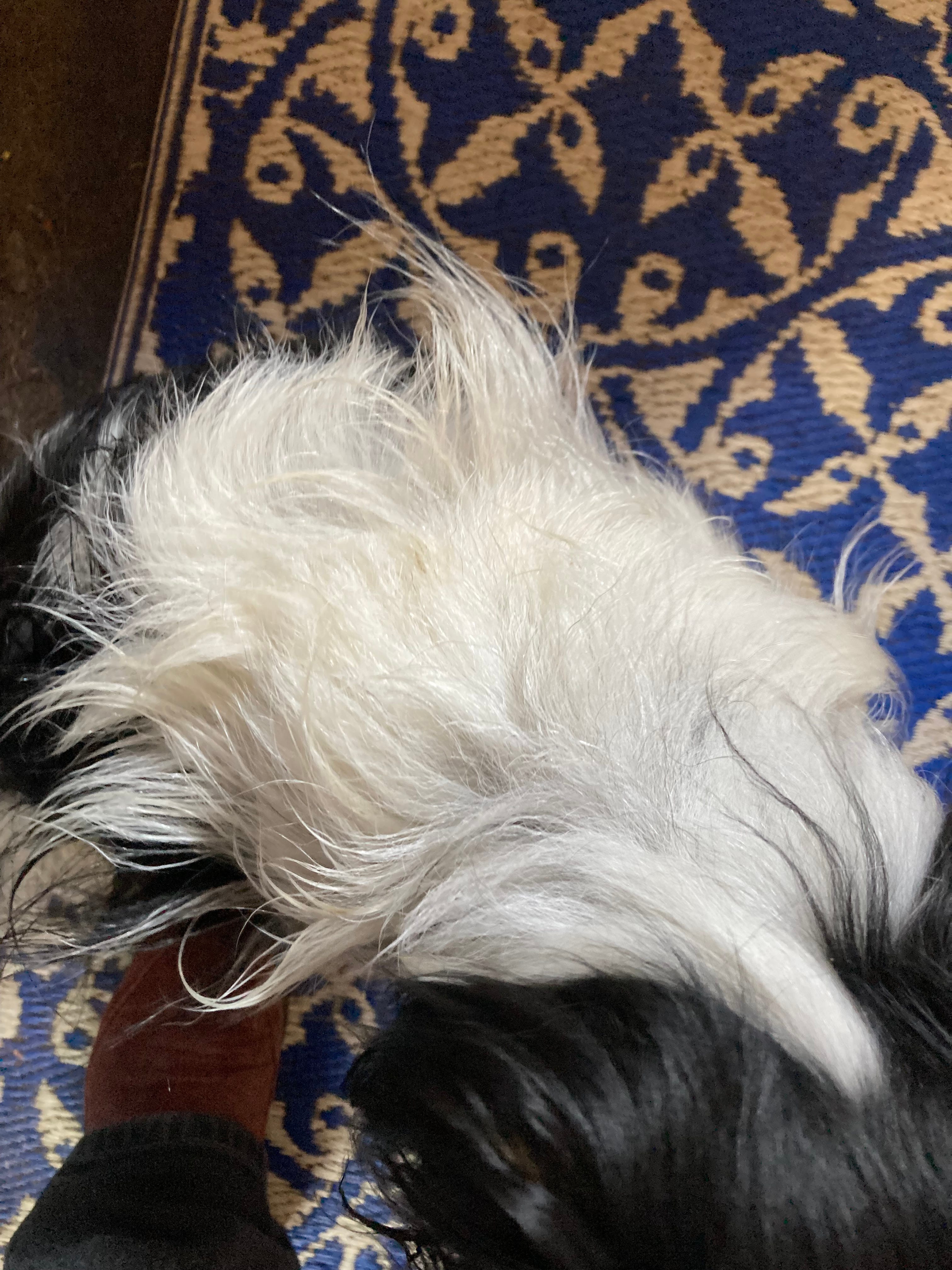 Stinky, Stenchy Dog Transforms in to Perfumed Pooch | by Susan Alison ...