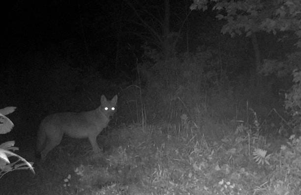 The Secret Behind Night Vision in Animals | by Synergy | Feb, 2023 | Medium