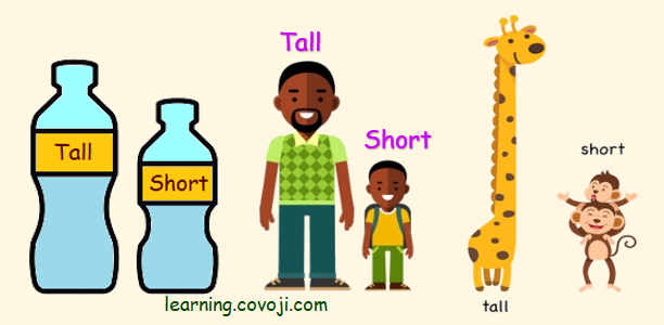 Math For Kids: Tall vs Short. Child’s understanding of measurement ...