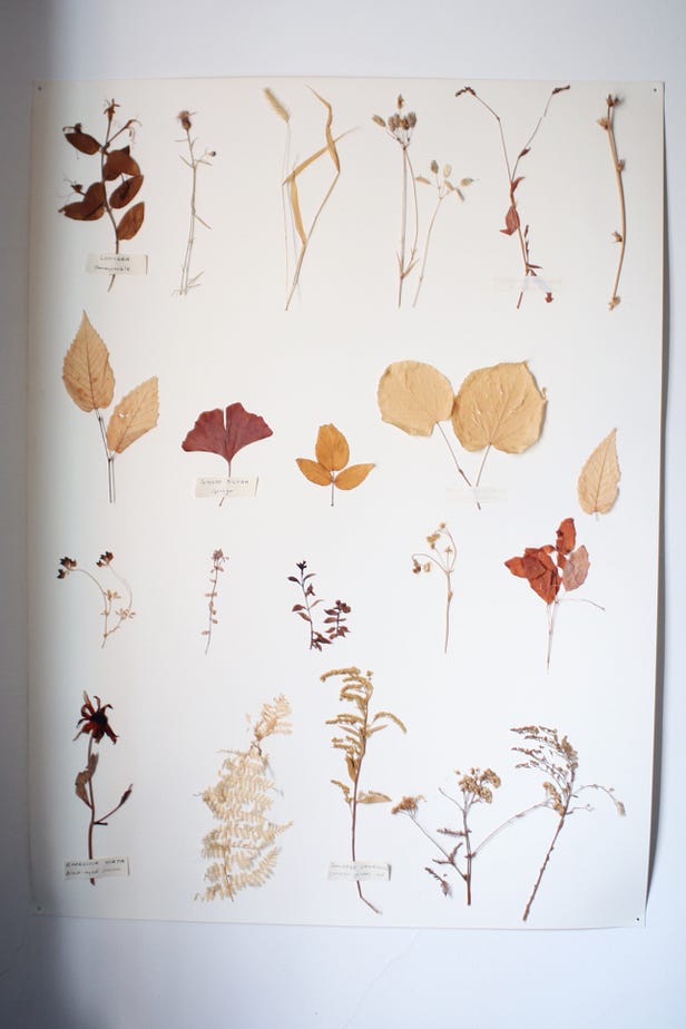 How-To: Make a Herbarium. As we in the more northern parts of the… | by ...