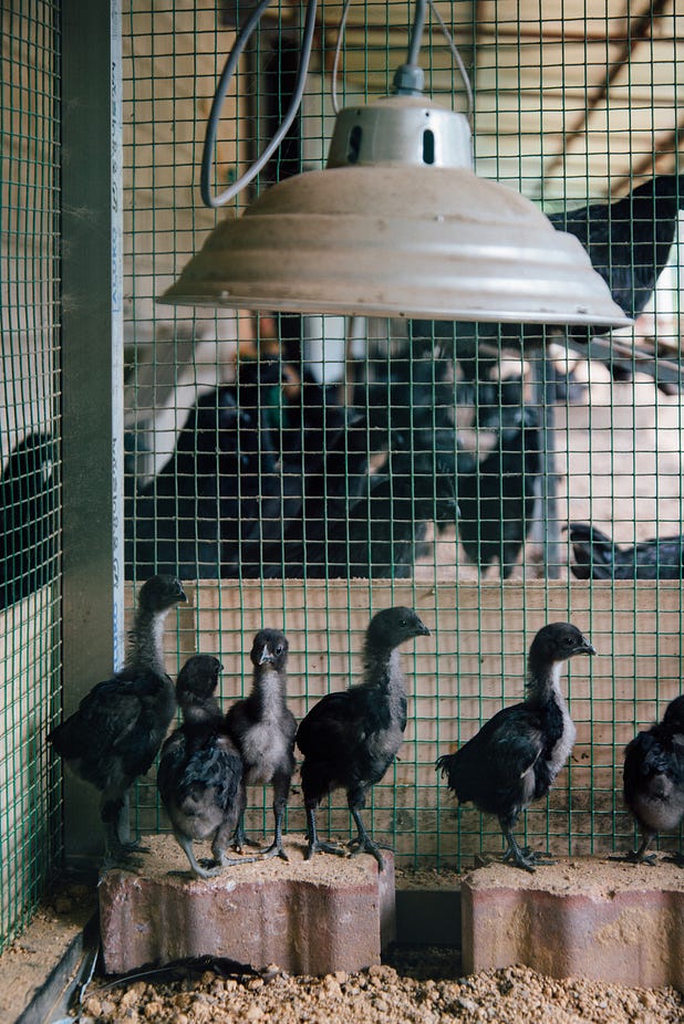 Mother of Chickens. The story of Yeonsan Ogye Black Chicken… | by ...