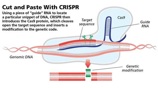 Cutting and Pasting Human DNA: Is it Ethical? | by Ashley Lenhart ...