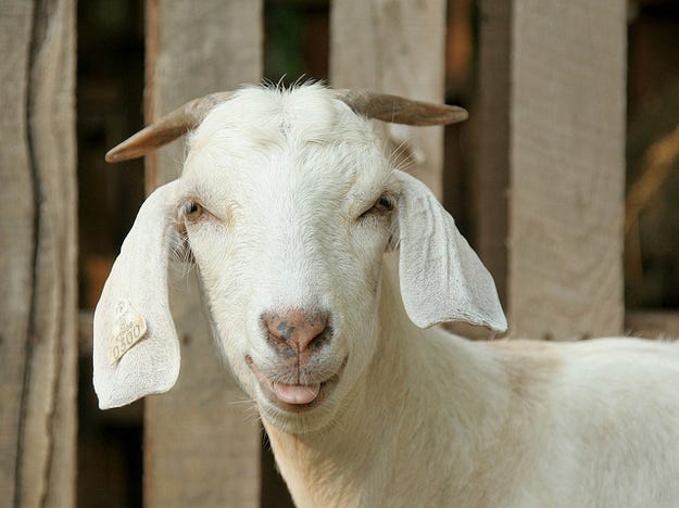 Goats, Angels and Targeting - What We Learned Today - Medium