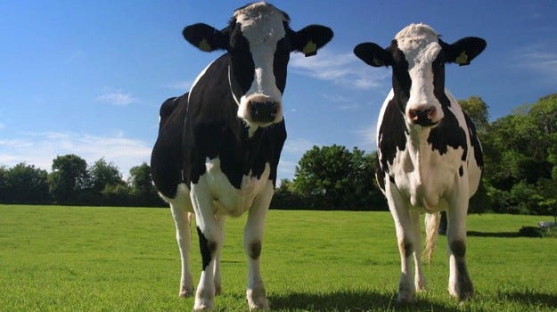 Political Philosophies Explained From A Simple Two-Cow Approach | by ...
