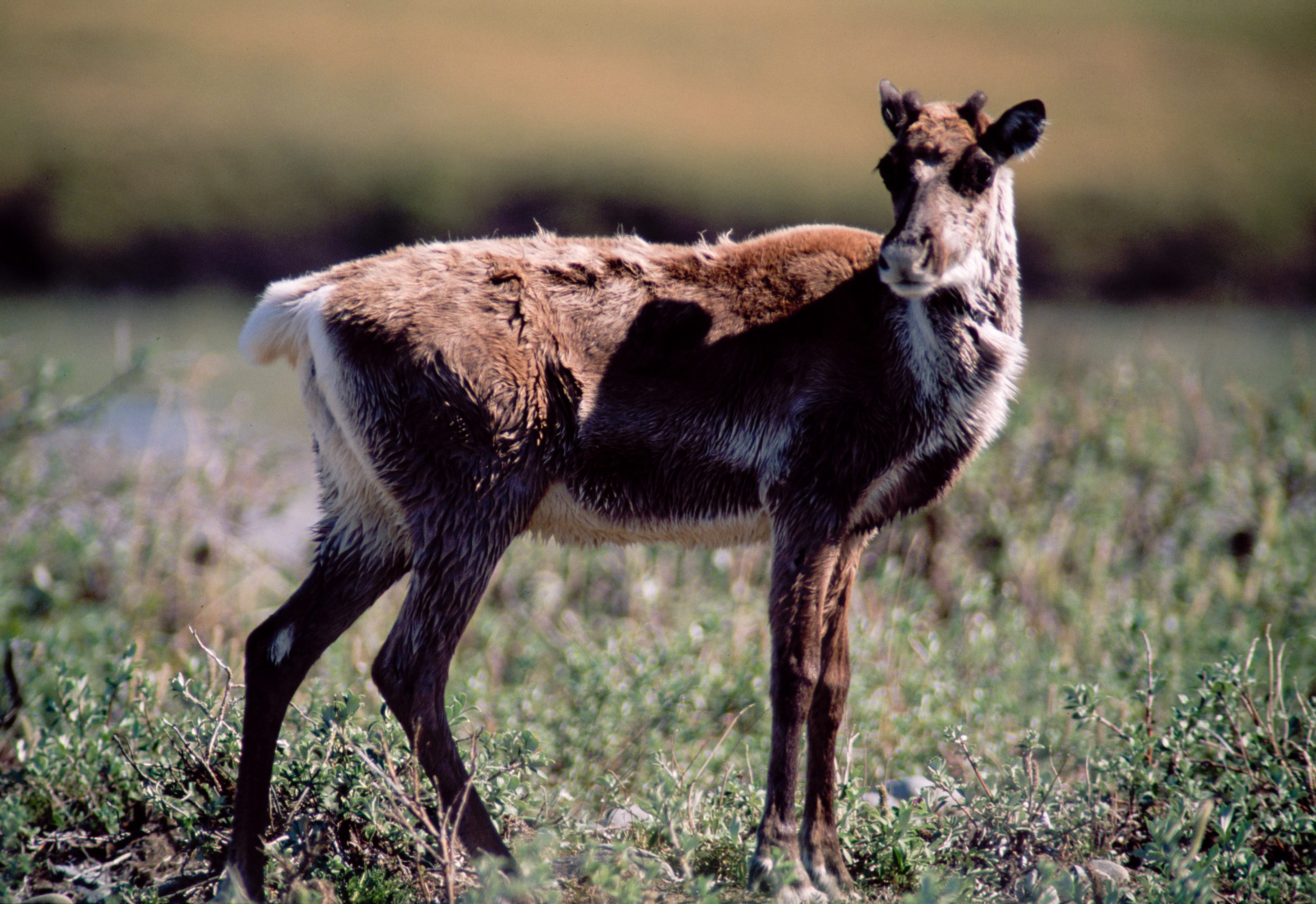 FWS Behind the Lens: Doug Canfield | by USFWS Conservation Library ...