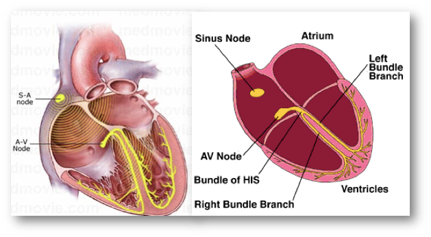 Audio File Processing: ECG Audio Using Python - KDnuggets