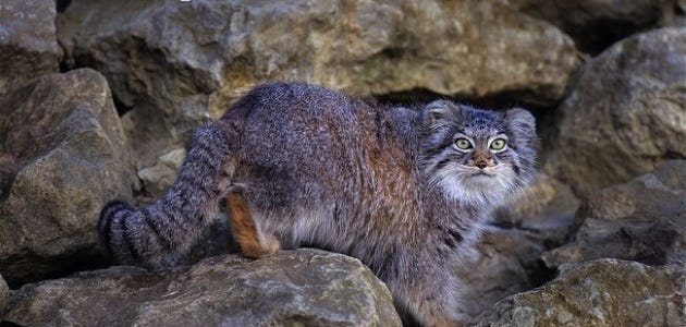 Smile: Pallas’ Cats on Candid Camera (Traps) | by Global Wildlife ...