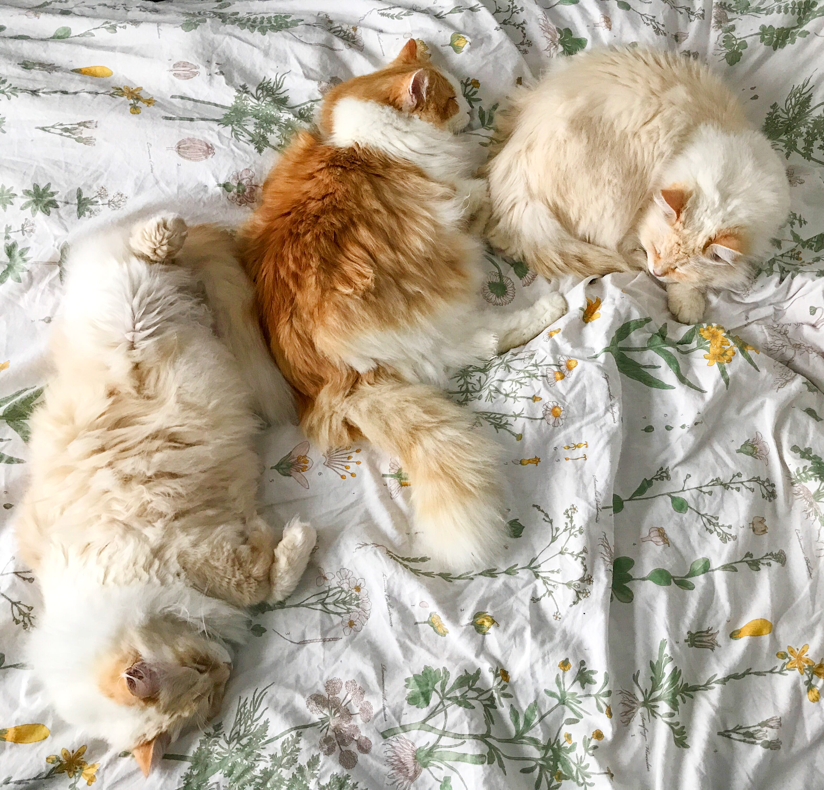 Kimba-kins.. Kimba Kittenhead. Kimba-kitty… | by Krista Rawlinson | Medium