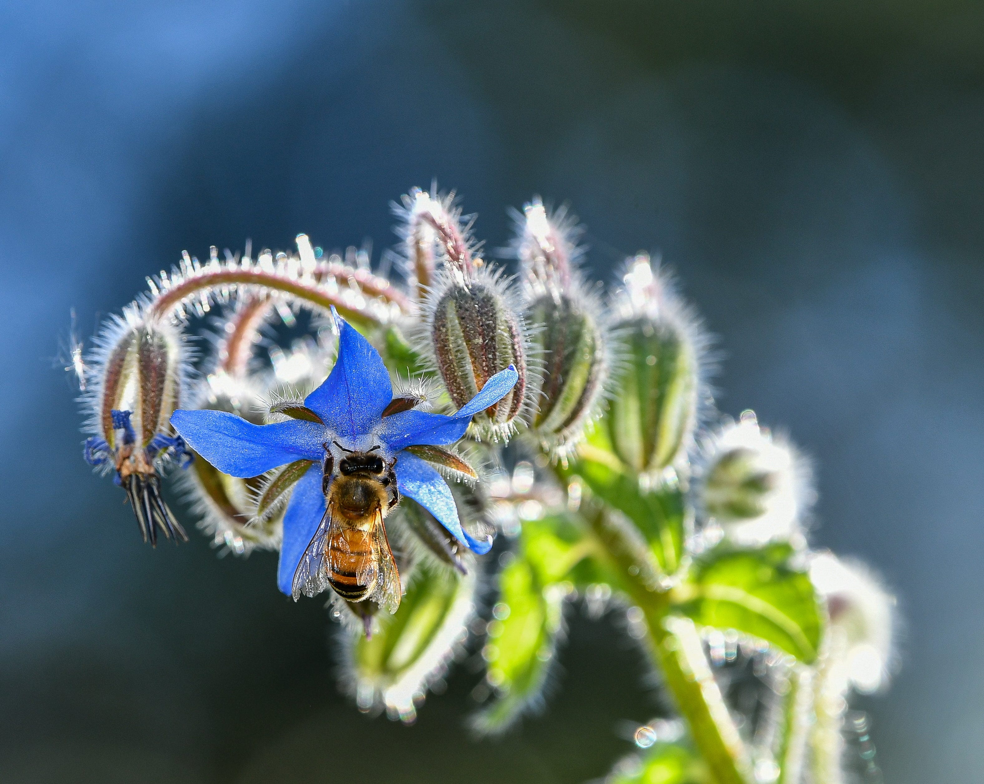 Bees on Borage. These precious pollinators adore the… | by Erika ...