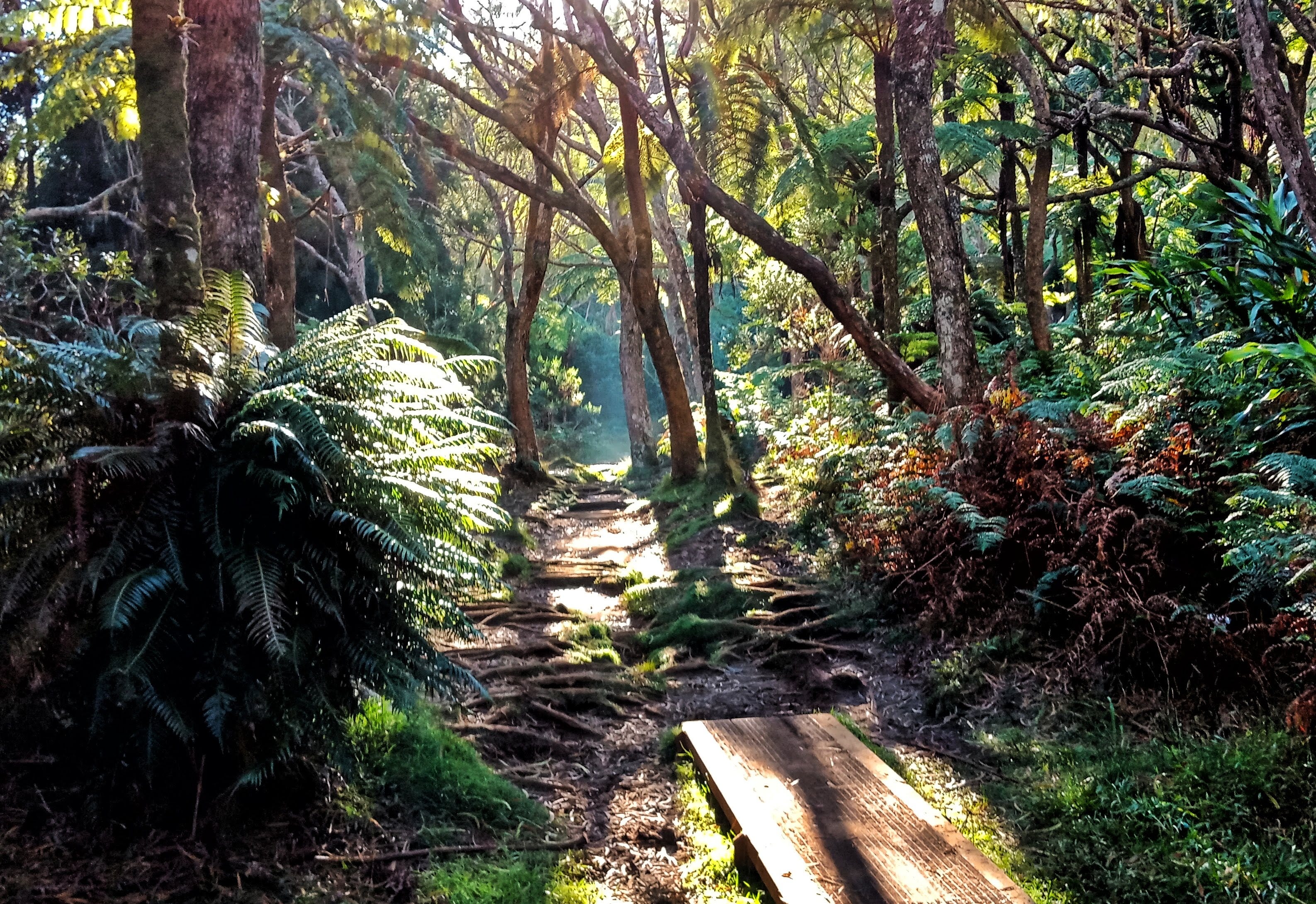 A Jungle Hike in Reunion. Trekking to See The Largest Waterfall… | by ...