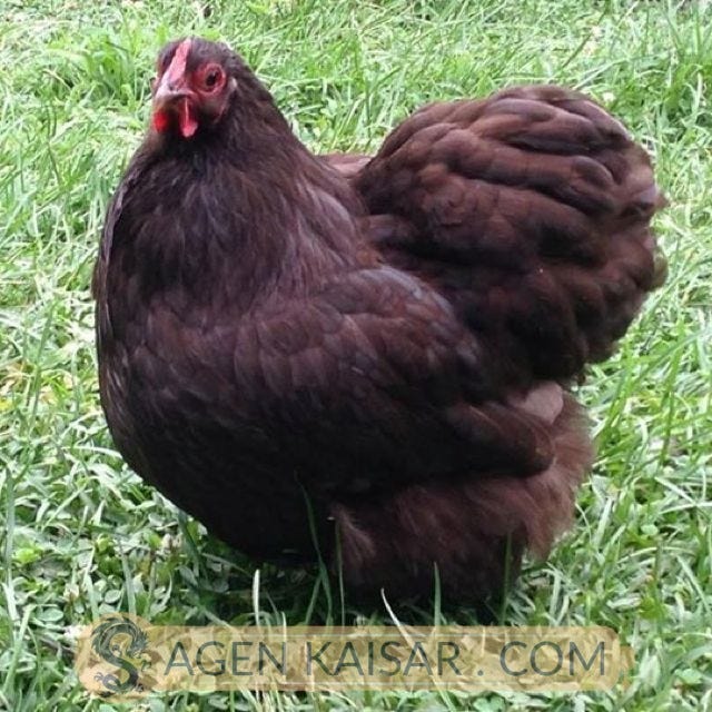 Ayam Orpington jenis ayam unik dari Inggris | by Berita Game Kaisar ...