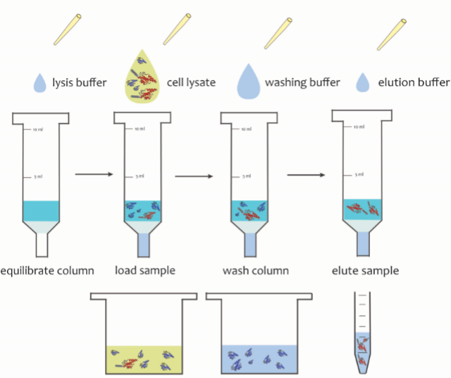 PurKine™ His-Tag Ni-NTA Resin Products Review | by Abbkine Scientific | Medium