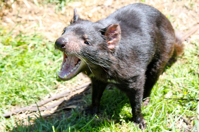 Try Not To Catch Face Cancer From An Endangered Tasmanian Devil! | by ...