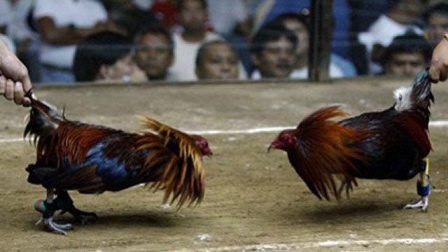 Panduan Resmi Bermain Sabung Ayam S128 | by Rachel Theo | Medium