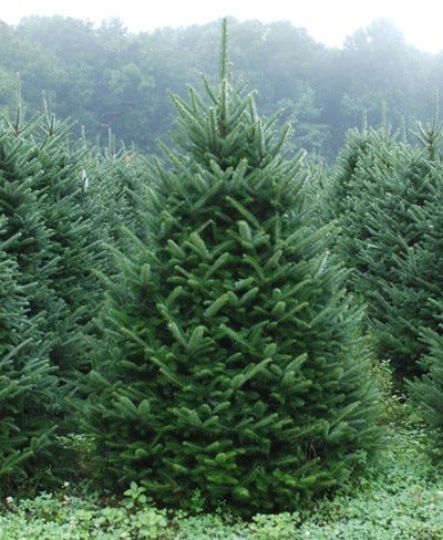 4 Most Popular Types Of Christmas Tree | by Charles Harris | Medium