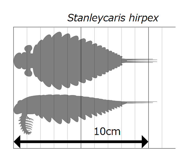 A fossil of a marine predator from 500 million years ago has been ...