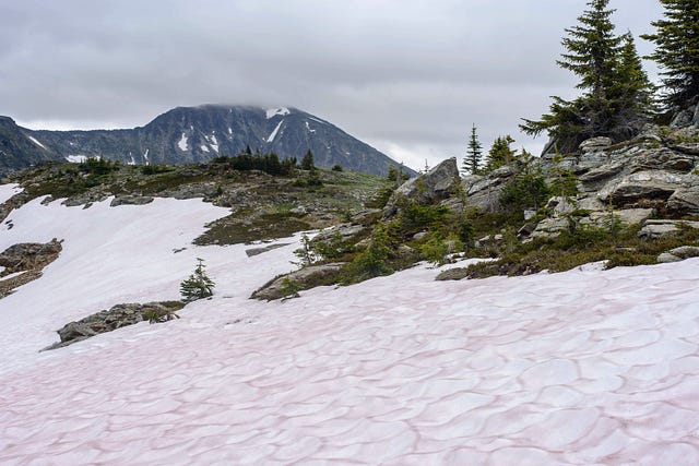 3. Watermelon snow in the field and under the microscope | by Lynne ...